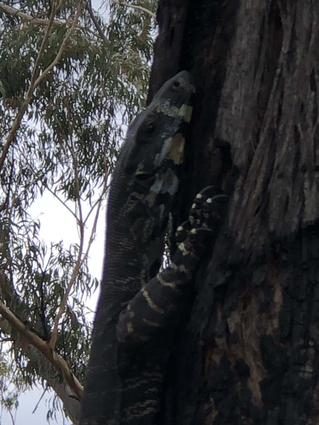 Noojee Trestle Bridge Rail Trail Walk (3km) - Gippsland, VIC
